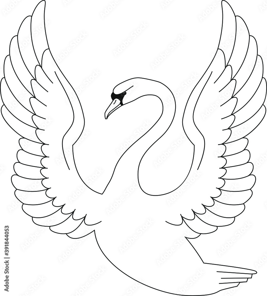 Swan with raised wings. Hand drawn isolated vector illustration ...