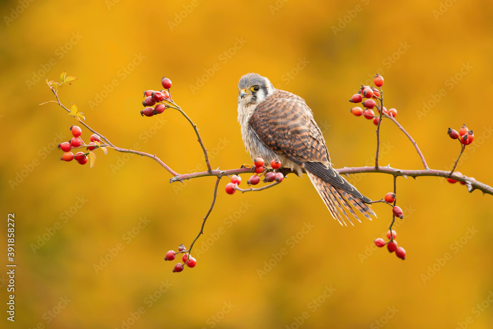 The American kestrel (Falco sparverius), also called a sparrow hawk is ...