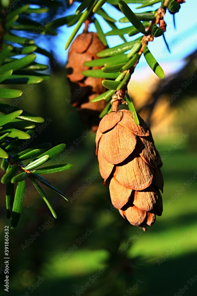 Small tall cone and short needles on october branch of coniferous tree ...