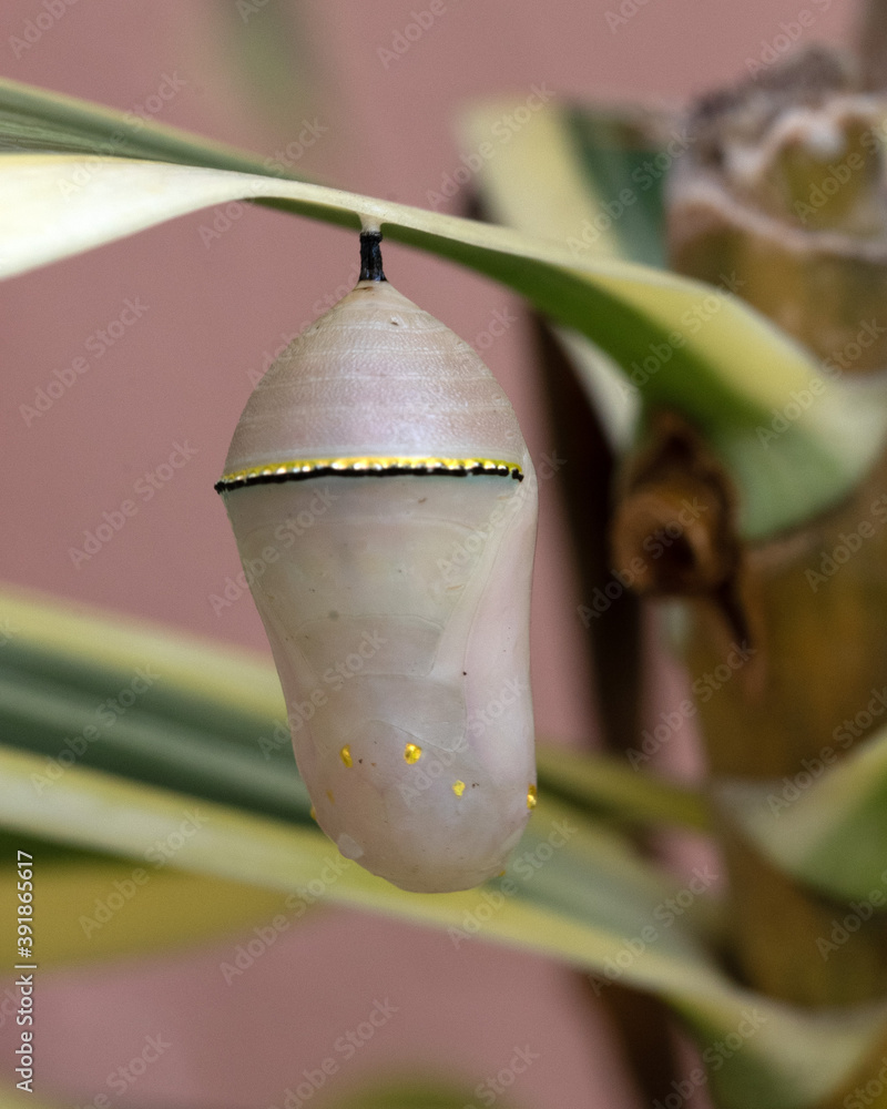 Pale pink and off white queen butterfly chrysalis with gold and black ...