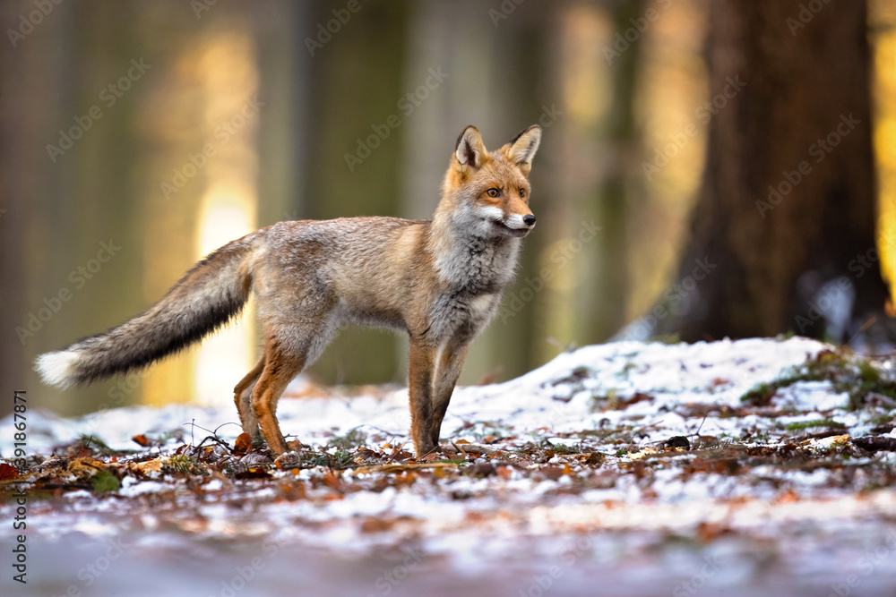 Red foxes colonised the North American continent in two waves: during ...