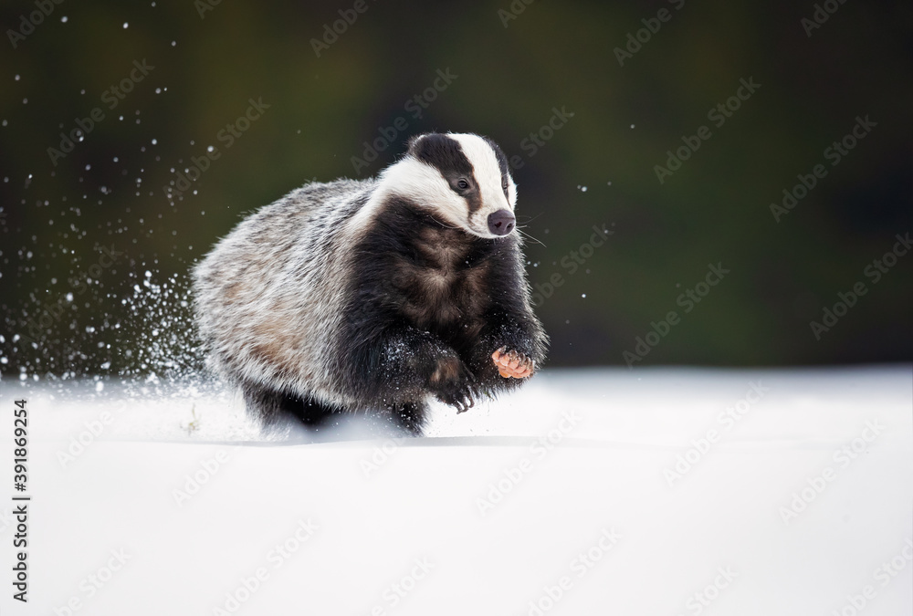The European badger (Meles meles), also known as the Eurasian badger ...