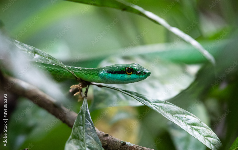 lora, Leptophis ahaetulla, green parrot snake, hiding and hanging on ...
