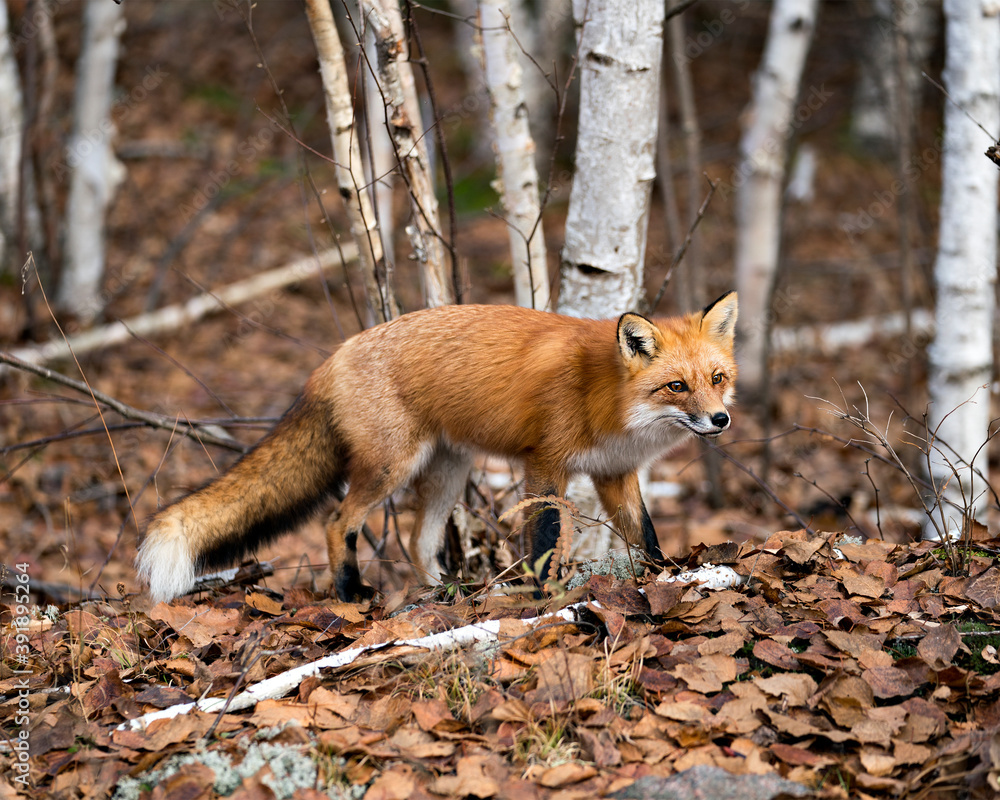 Red Fox photo stock. Fox image. Fox picture. Fox portrait. Red Fox in ...
