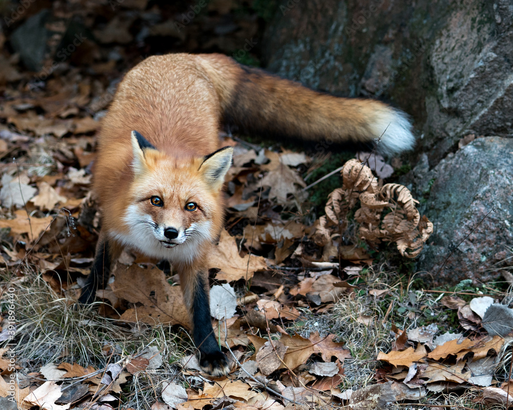 Red Fox Tail