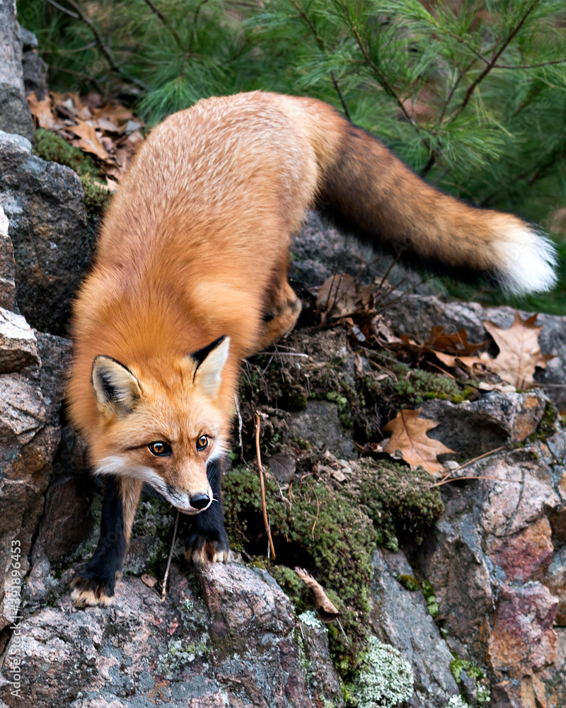 Red Fox photo stock. Fox image. Fox picture. Fox portrait. Close-up ...
