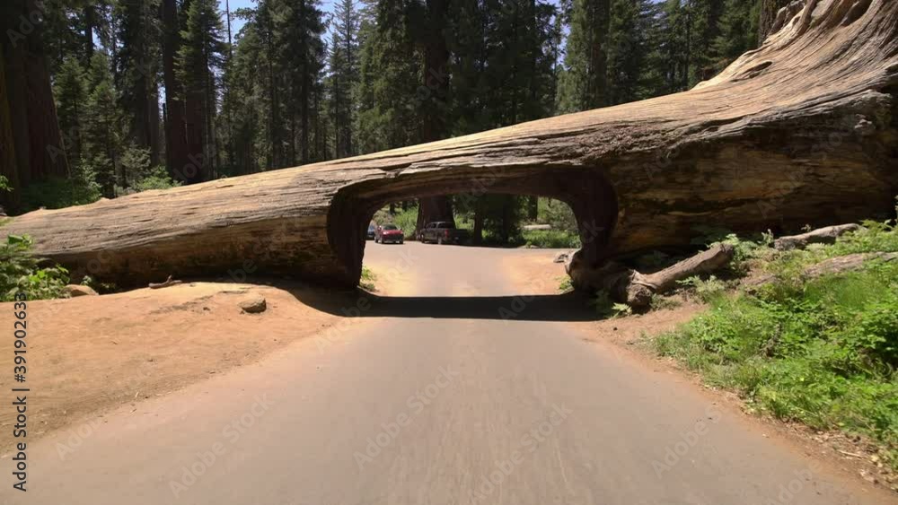 Sequoia National Park Driving Plate Tunnel Log Drive Through 01 In ...