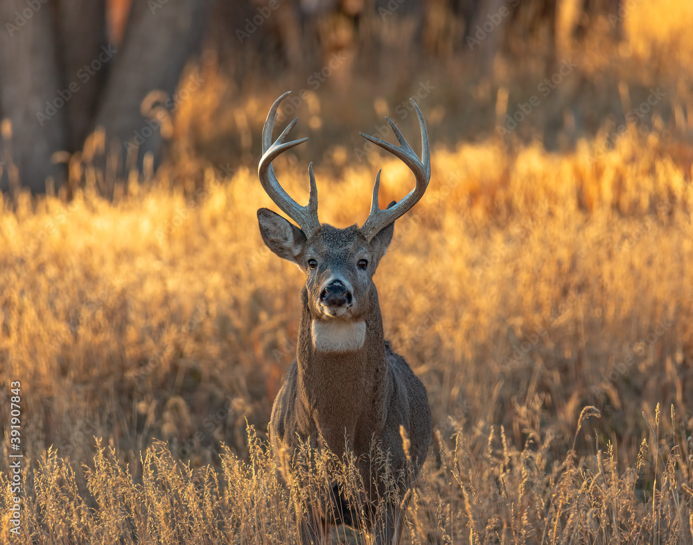 Mature Whitetail buck (odocoileus virginianus) standing alert in tall ...