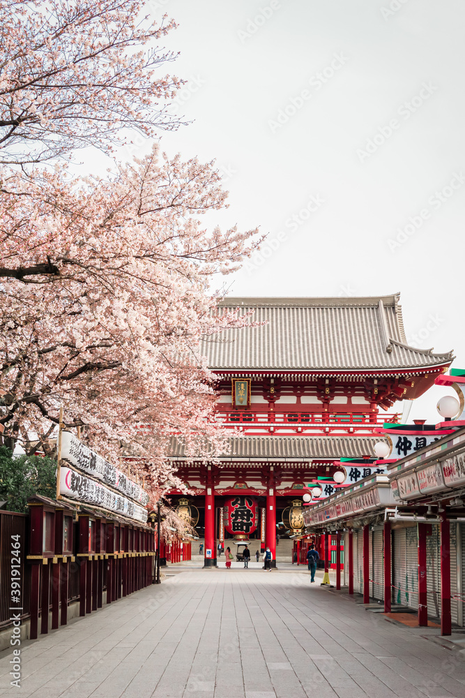 Tokyo, Japan - Mar 28, 2019 : Pink cherry blossom at Asakusa temple or ...