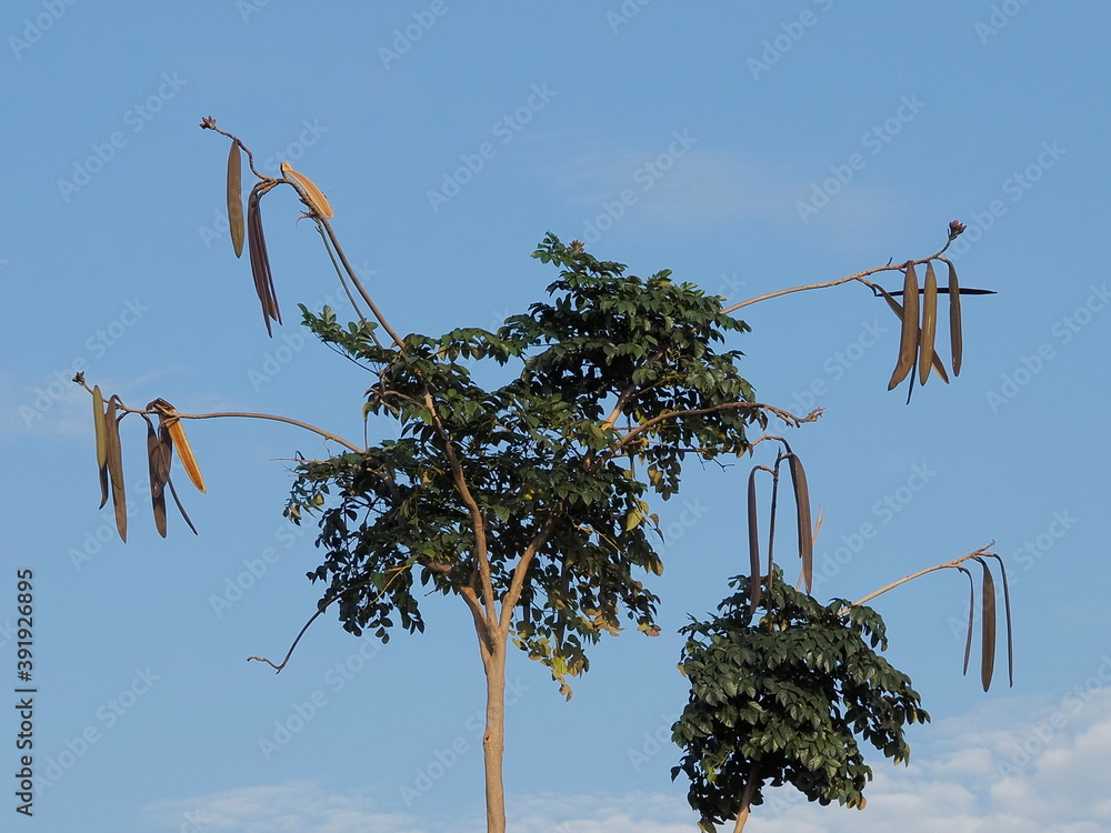 view top tree of Broken bones tree (Oroxylum indicum) with blue sky ...