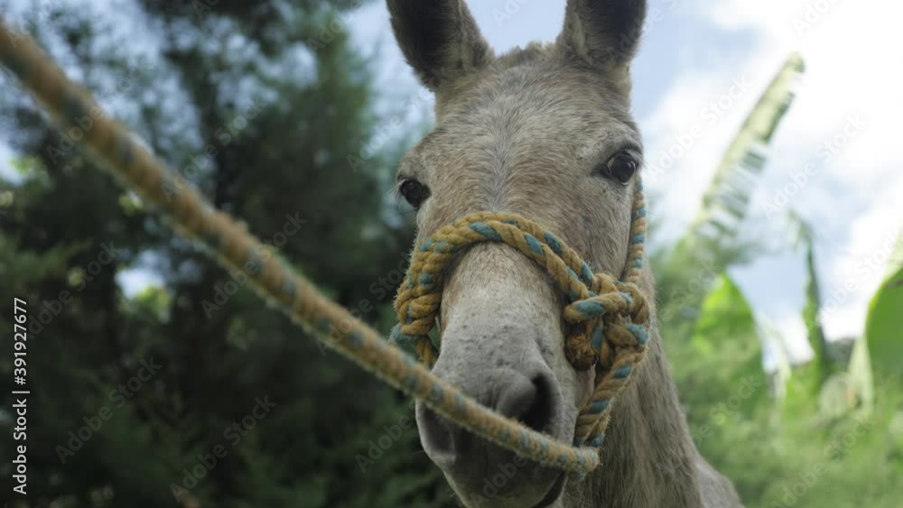 Livestock a donkey with rope is resting in shadow of trees and staring ...