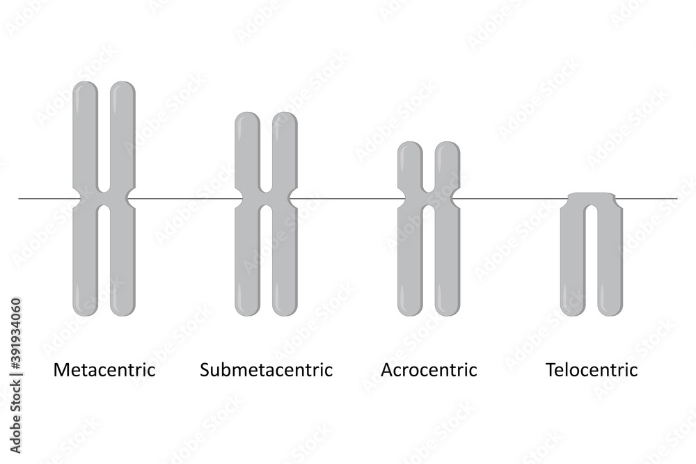 Type of chromosome, Classification of chromosomes according to the ...