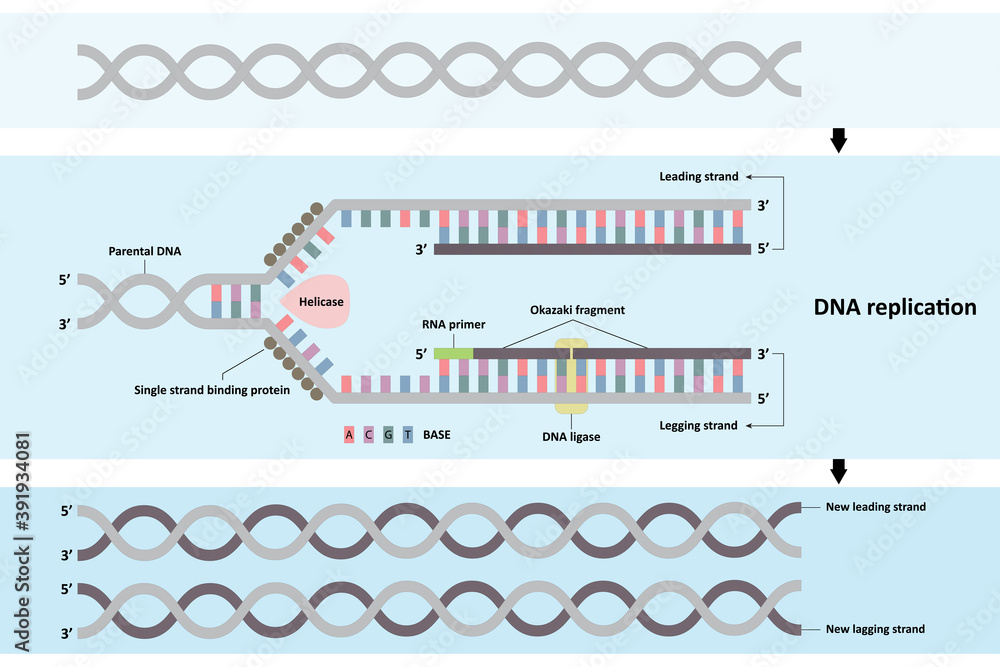 DNA replication diagram, leading and lagging srands, molecular biology ...
