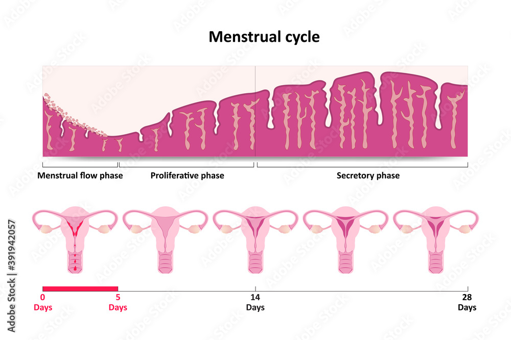 Vetor de Menstrual cycle diagram do Stock | Adobe Stock