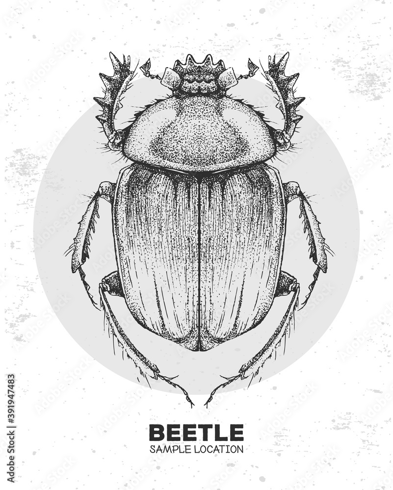 Realistic hand drawing Scarabaeus beetle. Artistic Bug. Entomological ...