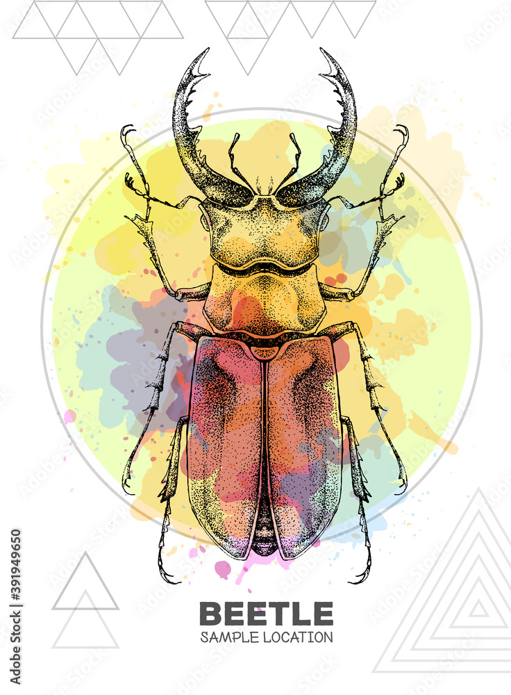 Realistic hand drawing stag beetle on watercolor background. Artistic ...