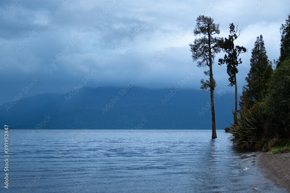 Submerged Kahikatea trees in Lake Brunner, South Island, New Zealand ...