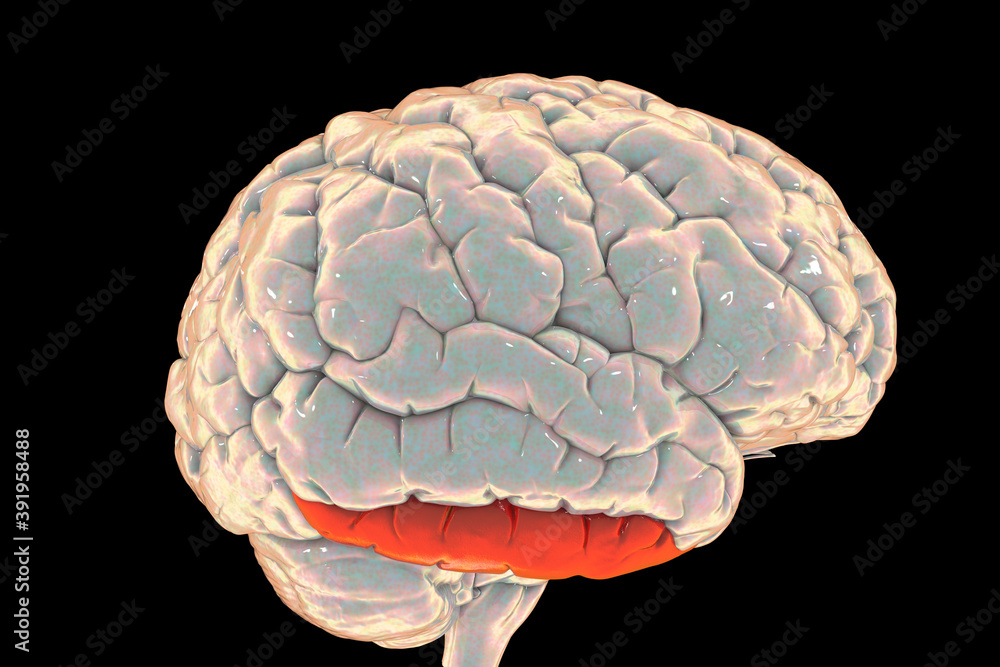 Human brain with highlighted inferior temporal gyrus Stock Illustration ...