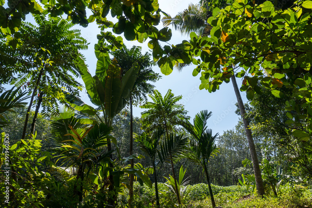 Tropical Evergreen forests of Andaman and Nicobar Islands Stock Photo ...