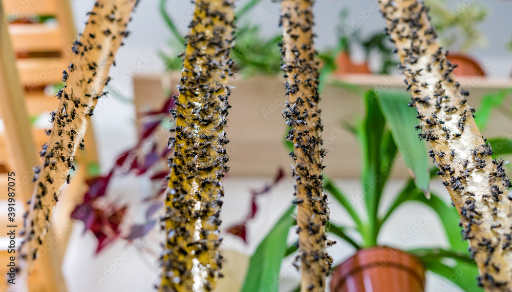 Dead Flies On Sticky Tapes. Flypaper, sticky tape. Trap for flies ...