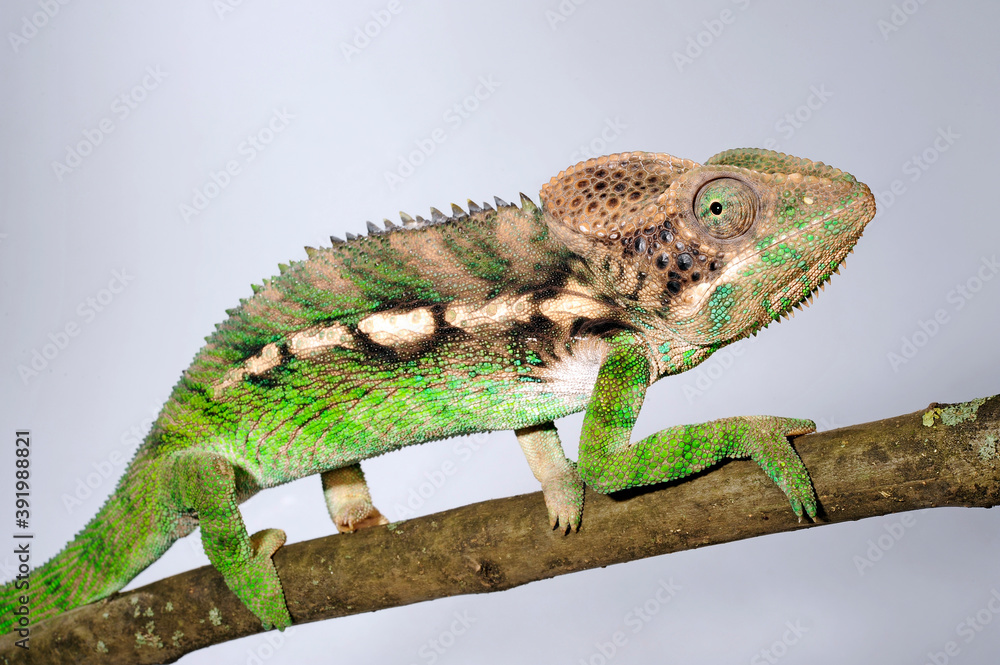 Madagascar warty chameleon / Warzenchamäleon (Furcifer verrucosus ...