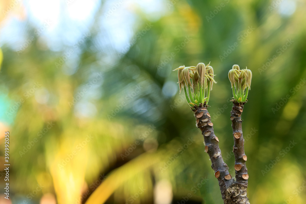 Bastard poom trees, The buds of the trees growing in the garden Stock ...