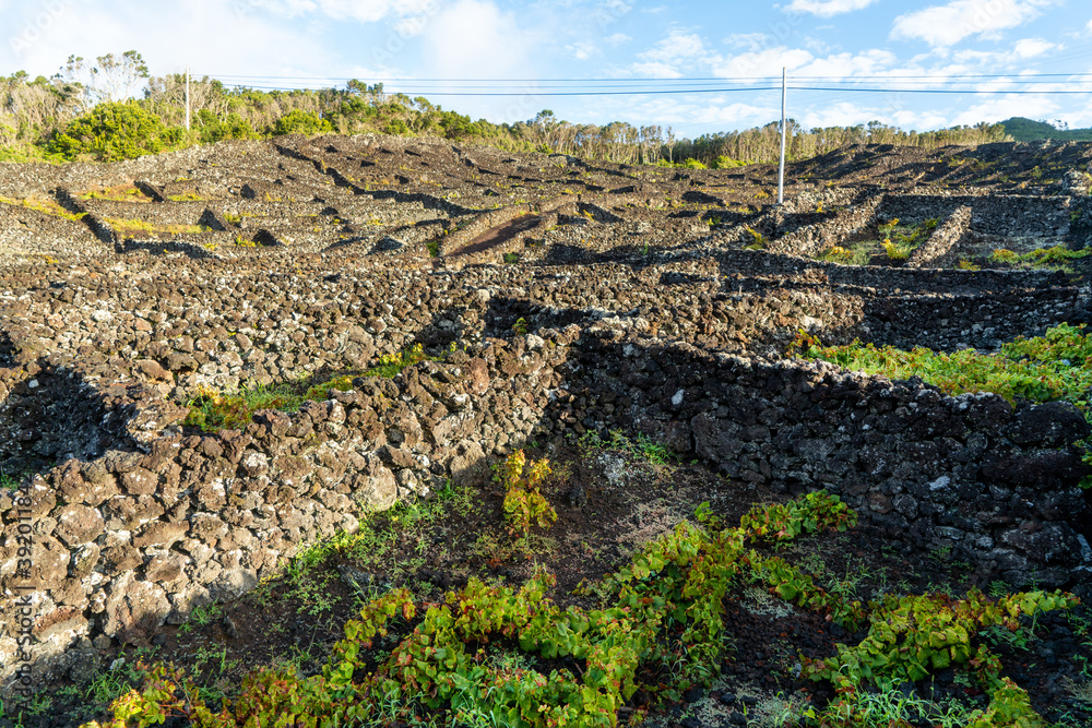 Azores, vine plants are growing on lava stone soil. The traditional ...
