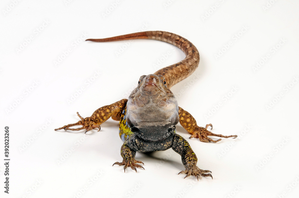 Gallot's lizard from Tenerife // Kanareneidechse (Gallotia galloti ...