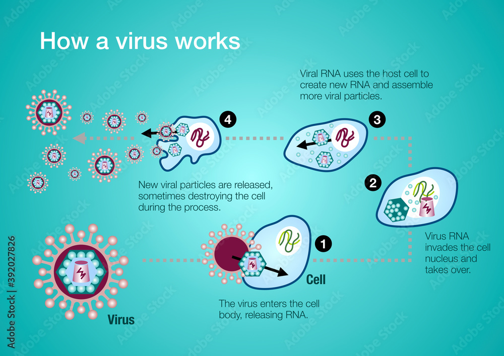 Infographic showing how a virus works and attacks the human immune ...