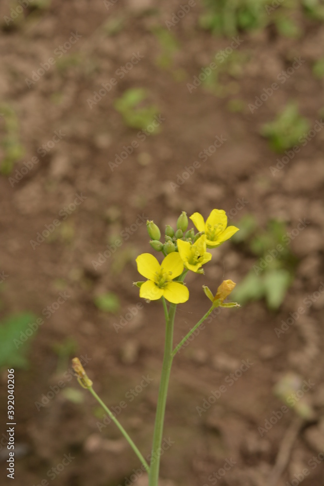 Arugula Flower