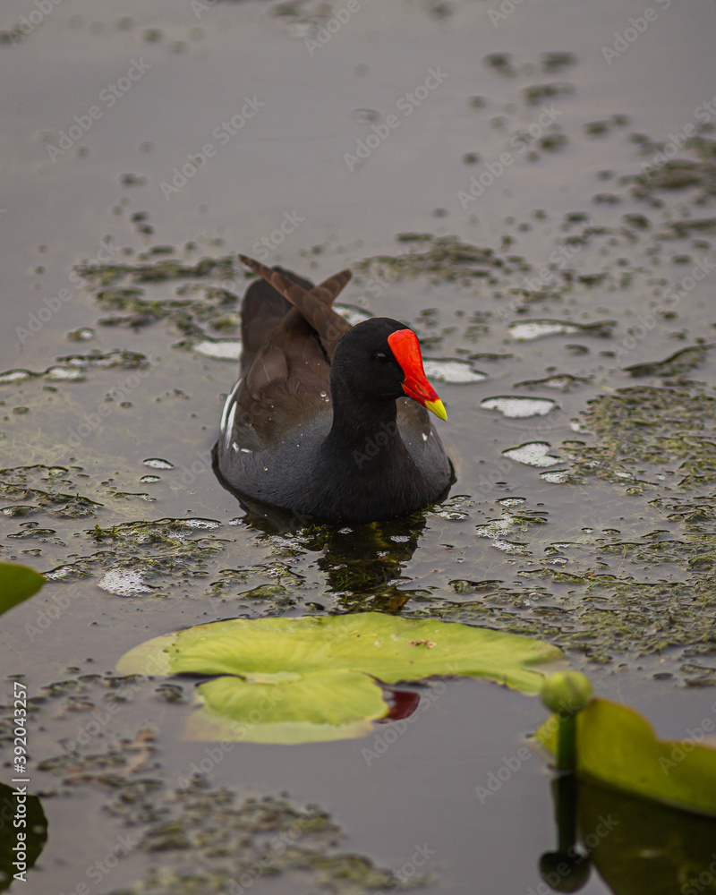 The common moorhen, also known as the waterhen or swamp chicken, is a ...