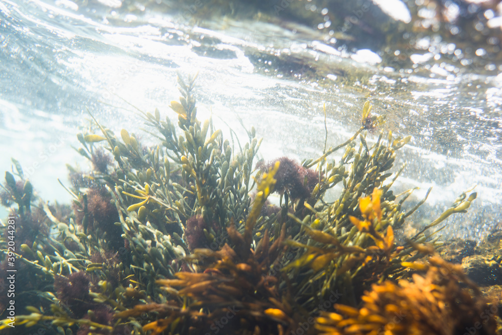 Underwater Atlantic Seaweed varieties in shallow water Stock Photo ...