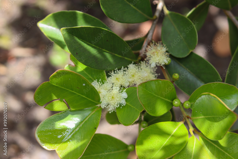 Araçazeiro is a tree native to Brazil and its fruit is very similar to ...