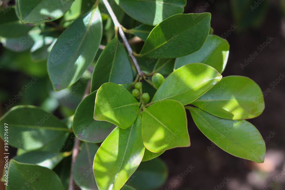 Araçazeiro is a tree native to Brazil and its fruit is very similar to ...