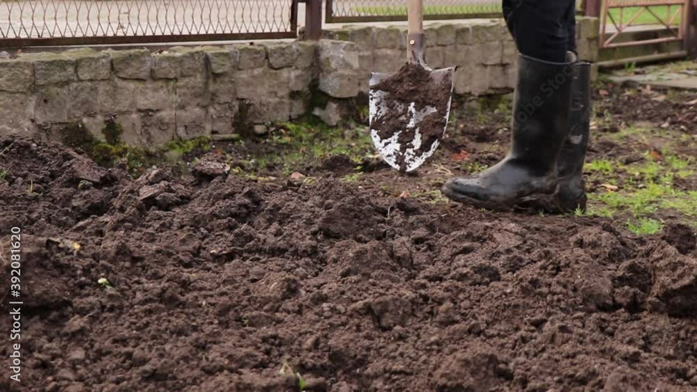 Gardener tilled land and prepare a groove in a flower bed for a layer ...
