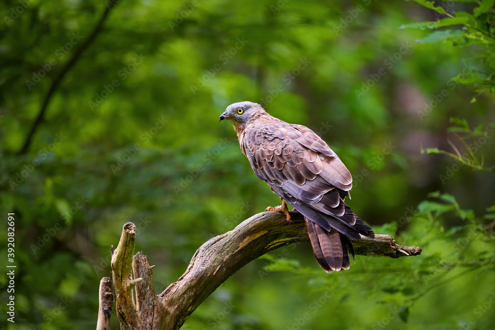 European honey buzzard, Pernis apivorus, migratory bird of prey ...