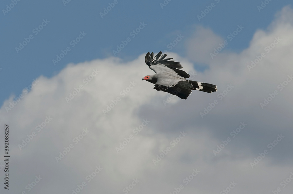 Madagascar Harrier-Hawk (Polyboroides radiatus) - Madagascar Stock ...