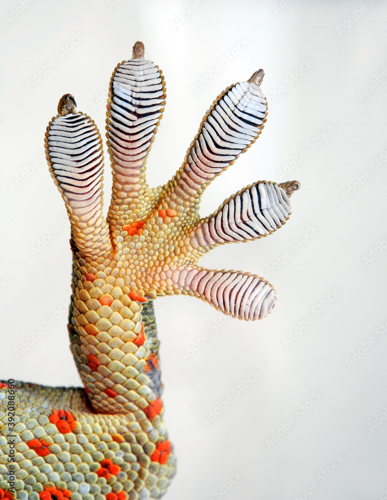 Spatulae of a Tokay gecko // Haftlamellen (Spatulae) eines Geckos ...