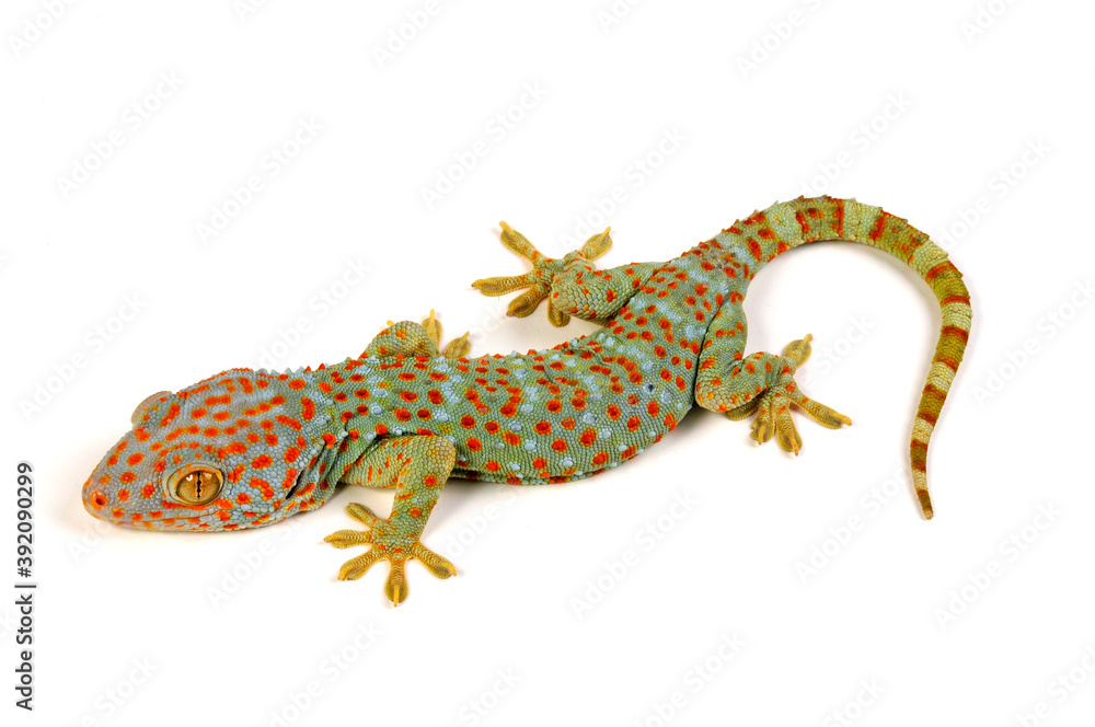 Tokay gecko / Tokeh, Tokee (Gekko gecko) Stock Photo | Adobe Stock