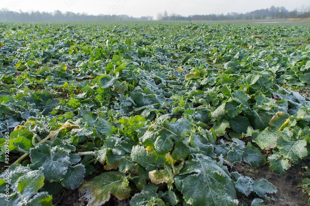 Frost and snow on the rapeseed field. Growing vegetables in the home ...