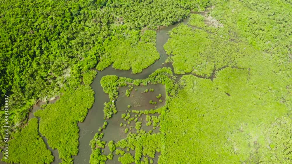 Mangrove trees in the water on a tropical island. An ecosystem in the ...