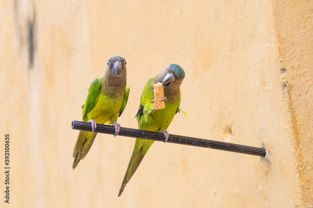 Lindas cotorras comiendo Stock Photo | Adobe Stock