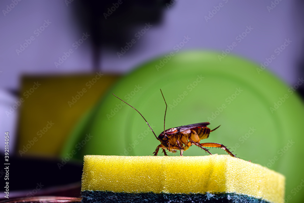 cockroach walking on a washing sponge in the kitchen sink with dirty ...