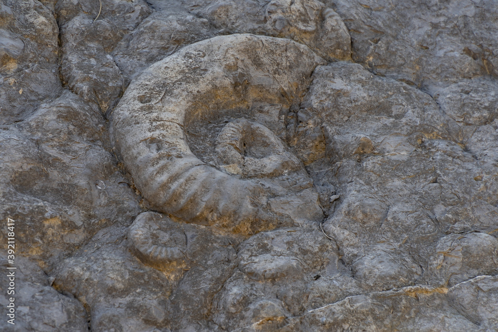 fossil ammonites in a gray limestone slab, Dignes-les-Bains, France ...