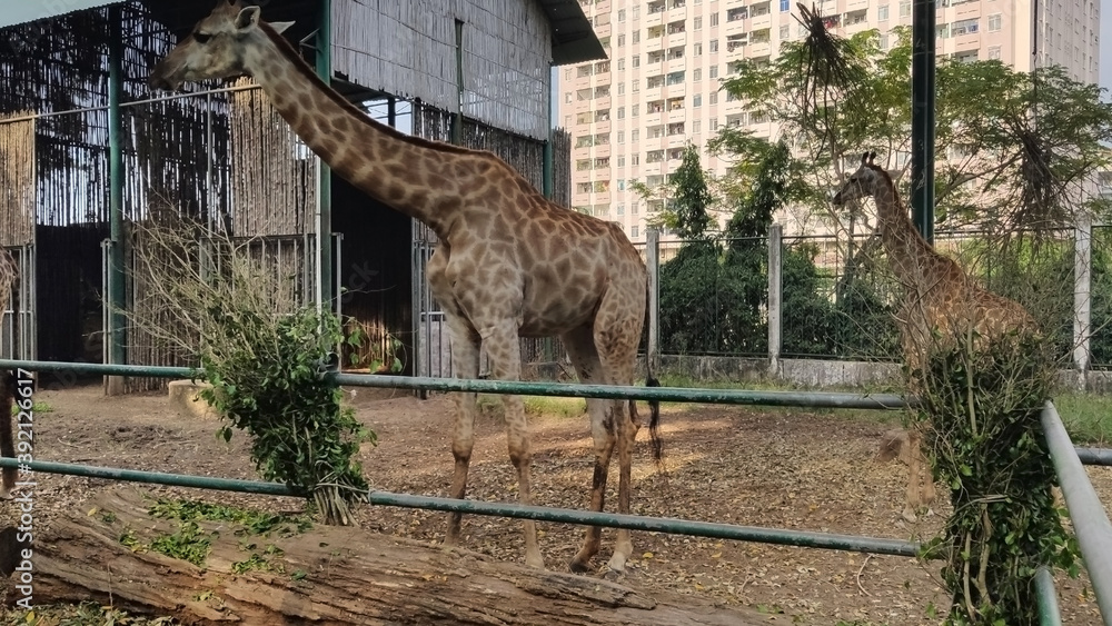 Giraffe in the Saigon Zoo. Ho Chi Minh City. Vietnam. South-East Asia ...