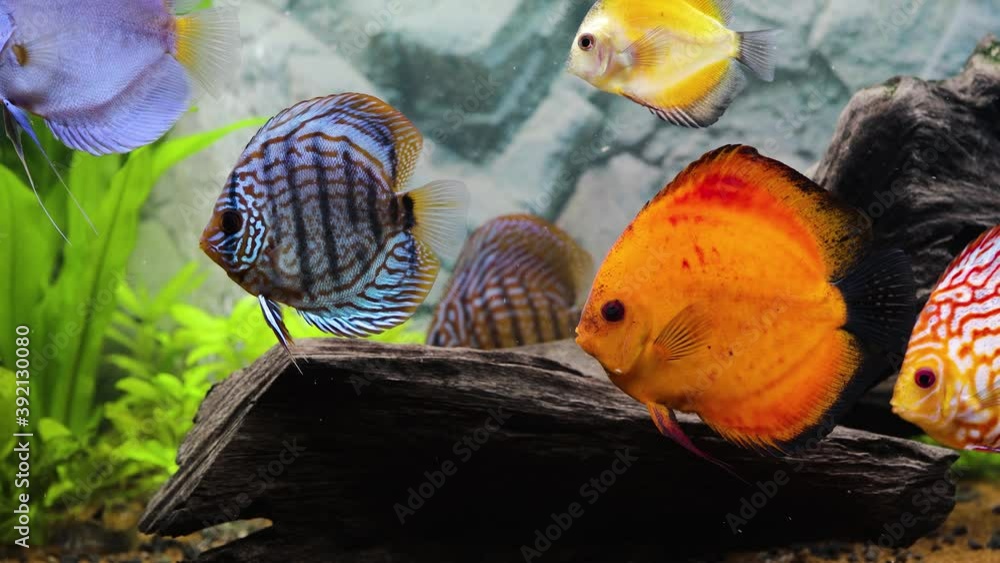 Close up view of discus fish swimming in planted aquarium. Tropical ...