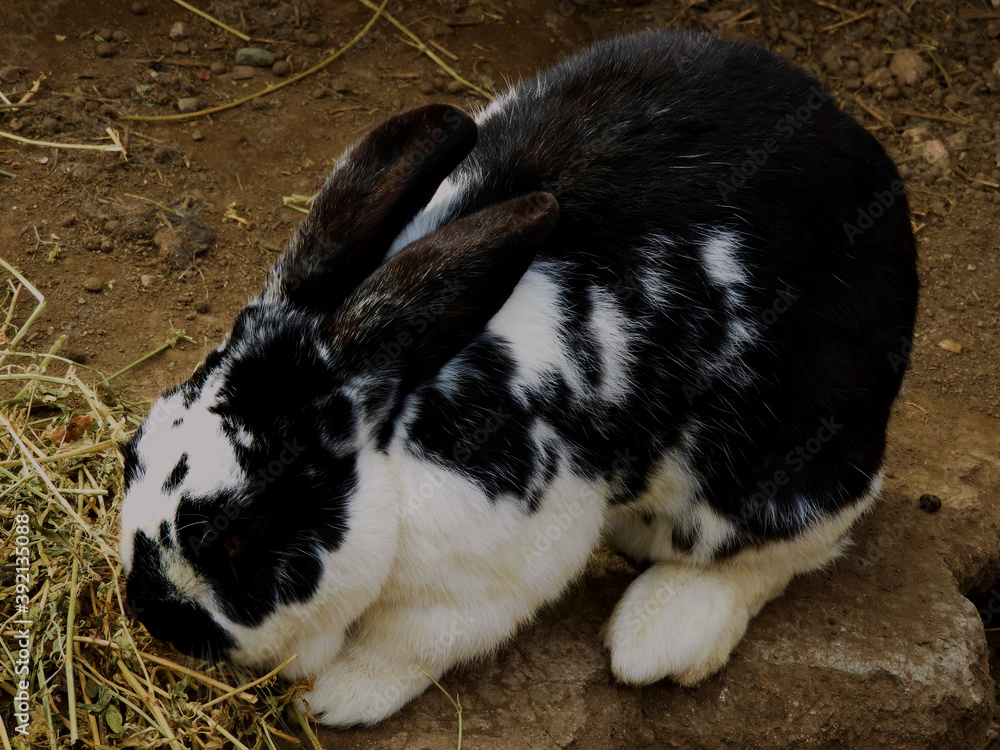 conejo blanco y negro Stock Photo | Adobe Stock
