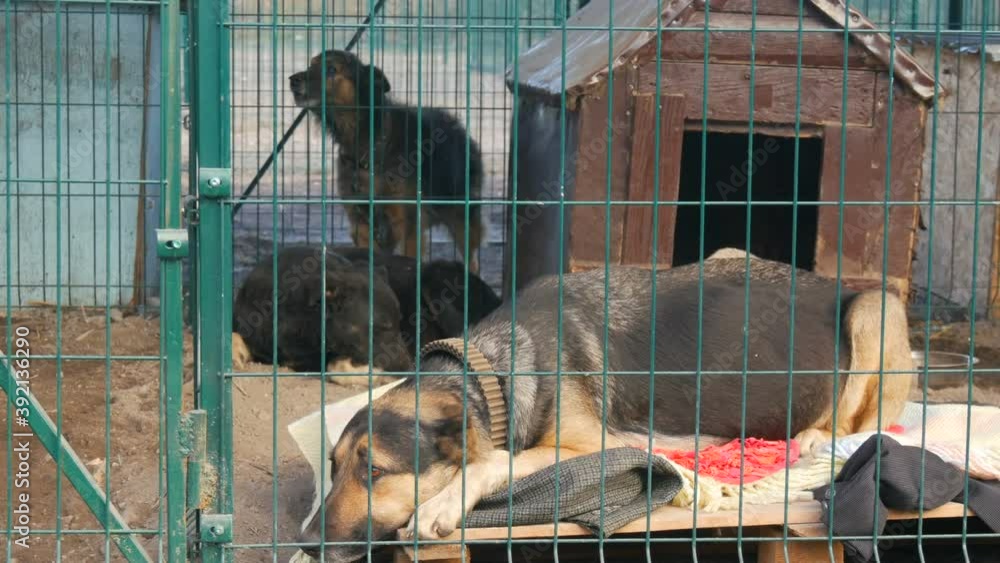 Sad homeless lonely dog lies unwanted and barking in animal shelter and ...