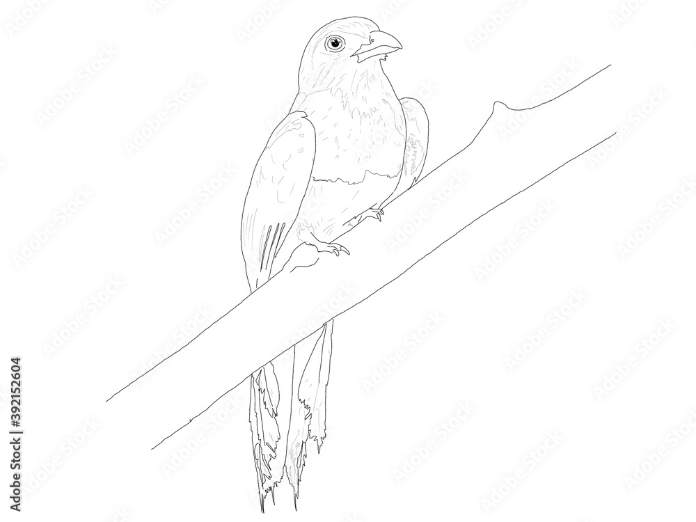 Bird Hand Drawing Lineart Stock Illustration | Adobe Stock