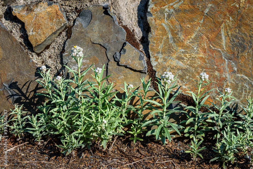 White blooms of Pearly Everlasting against a rock wall, Paradise at Mt ...